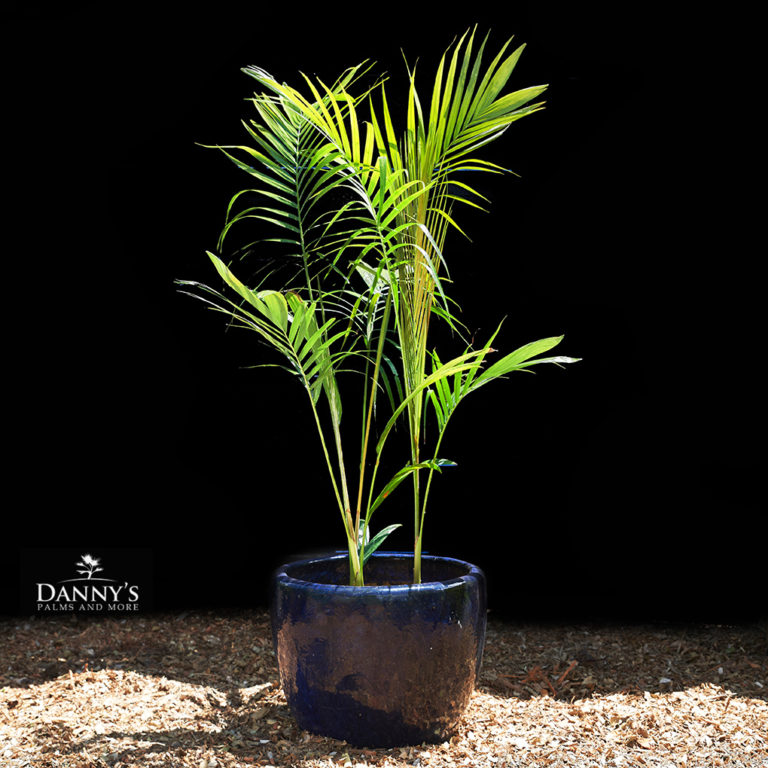 Plants | Dannys Palms & More