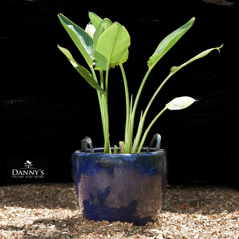 Plants | Dannys Palms & More