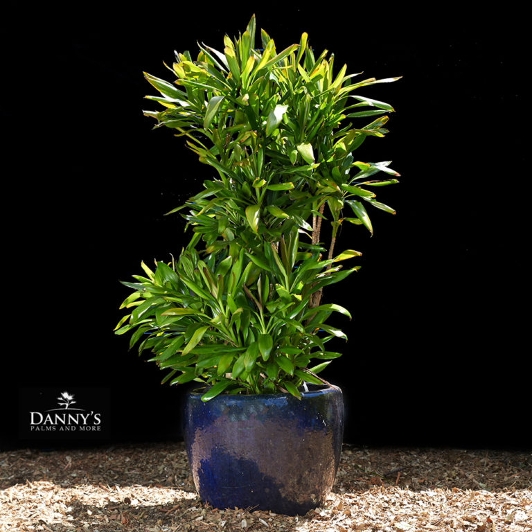 Plants | Dannys Palms & More