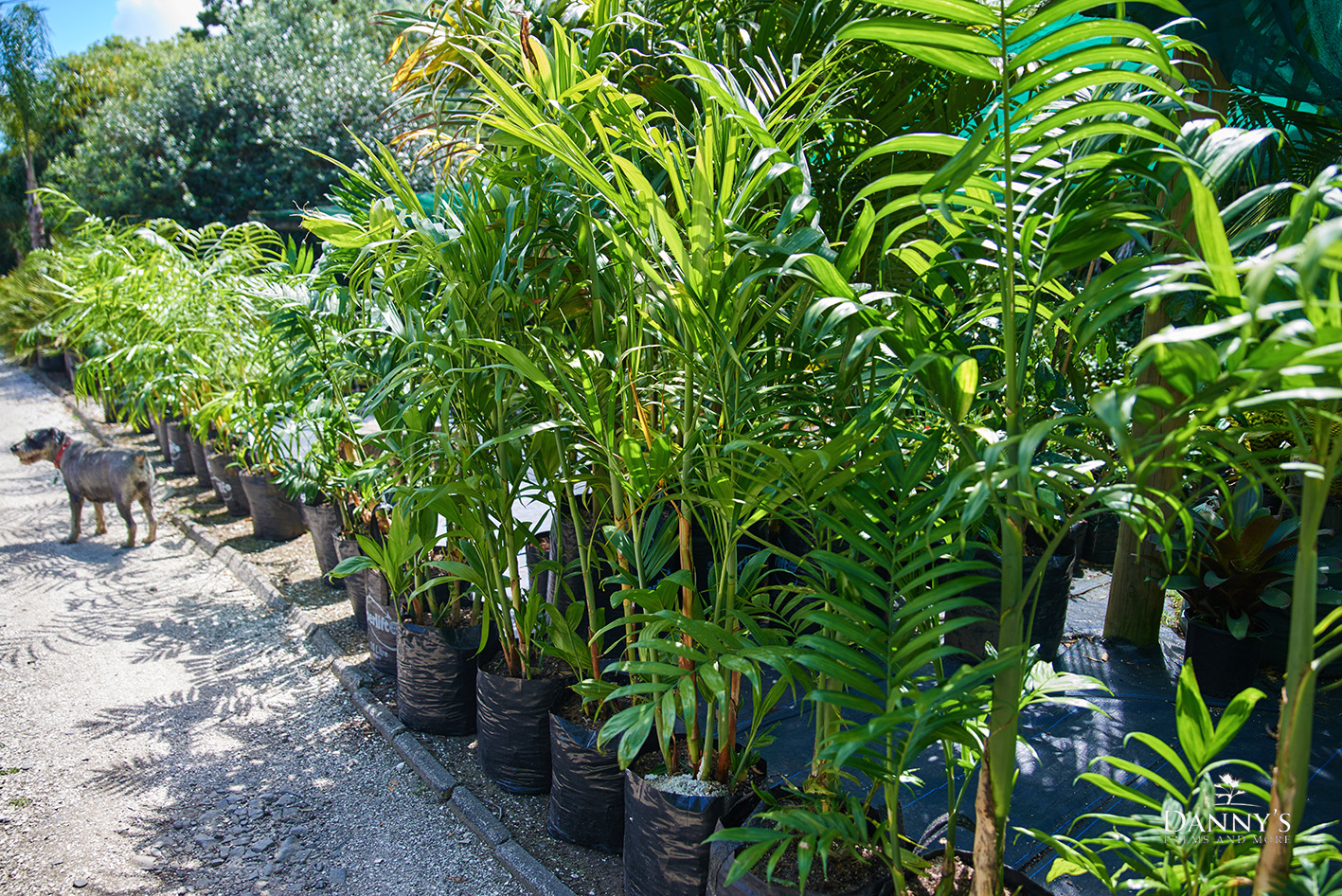 Welcome to Danny's Palms & More | Dannys Palms & More